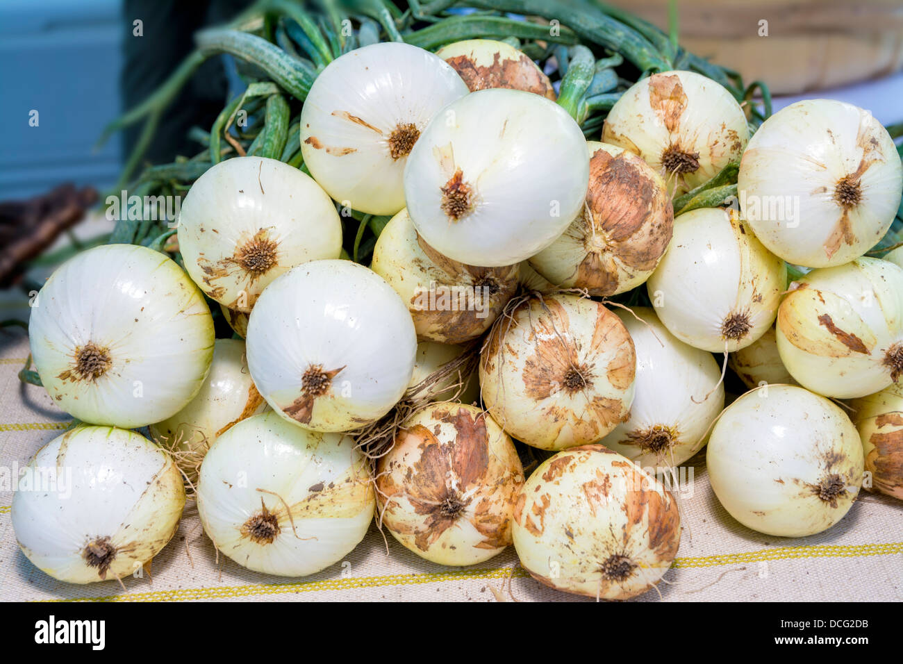 Dirty onions on a table Stock Photo - Alamy