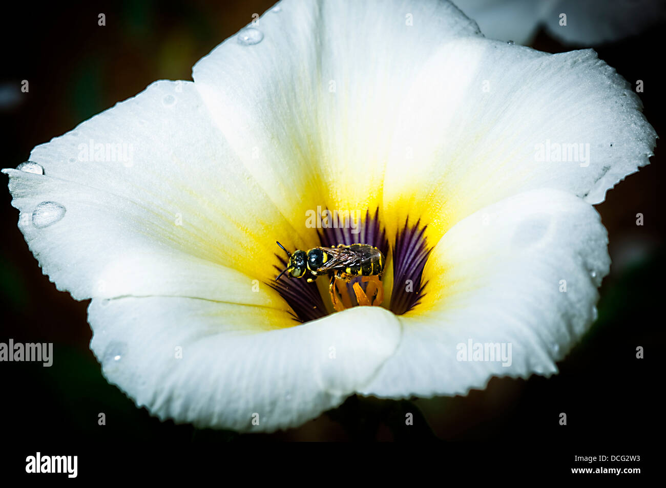 White flower with bee Stock Photo - Alamy
