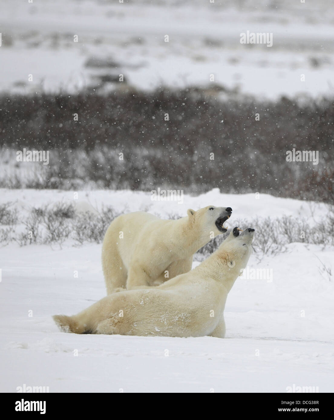 Polar bears play Stock Photo - Alamy