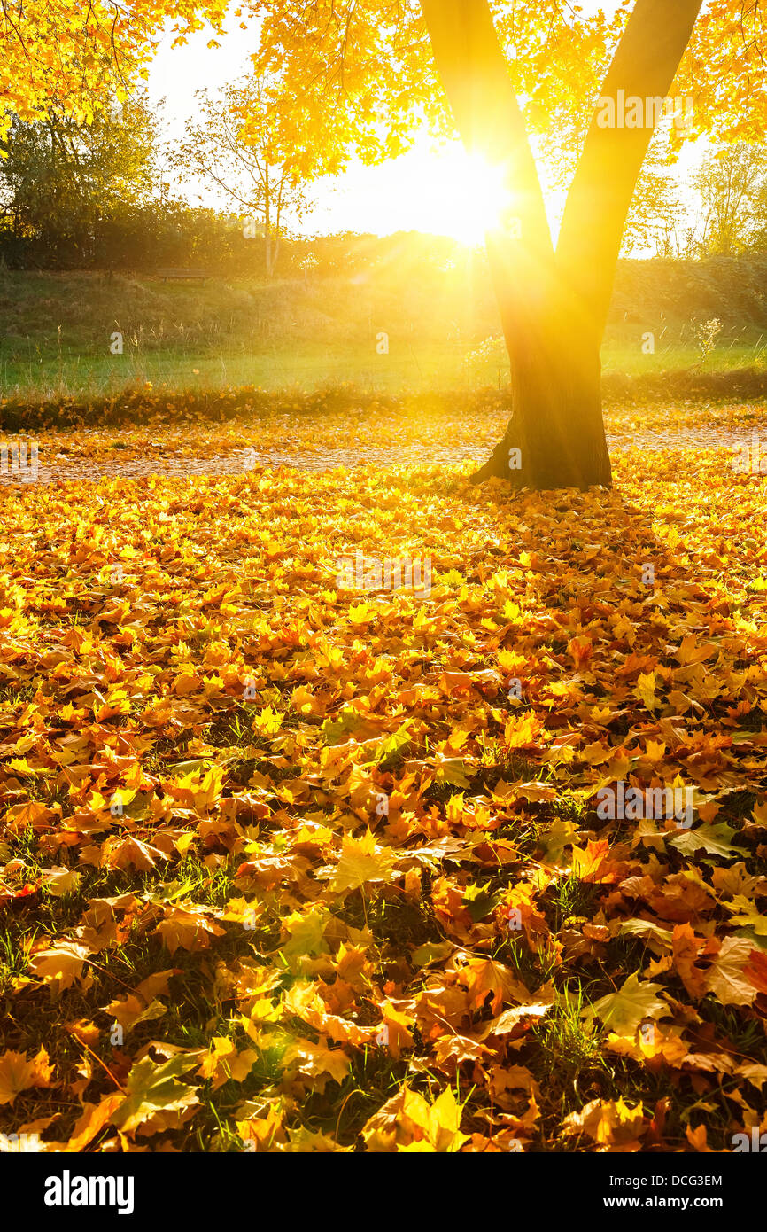 Sunny autumn foliage Stock Photo - Alamy