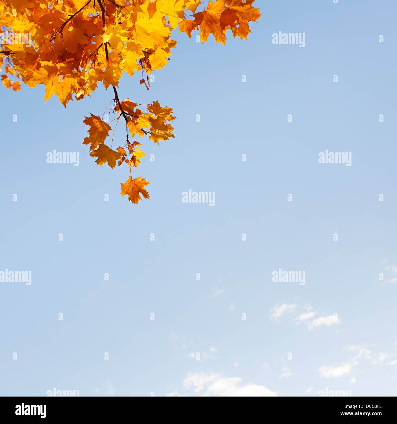 Autumn fall vertical background hi-res stock photography and images - Alamy