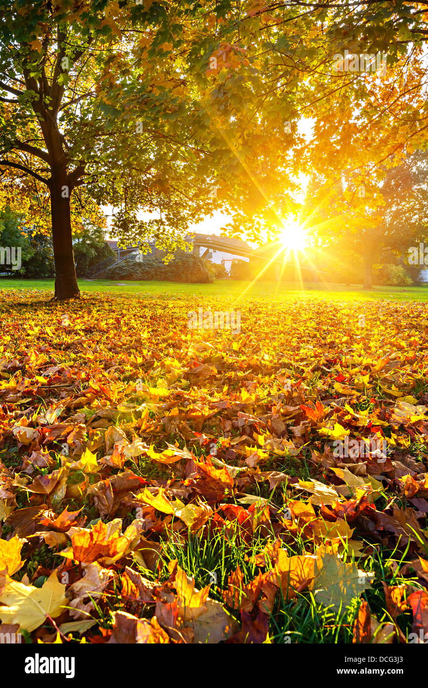 Sunny autumn foliage Stock Photo - Alamy
