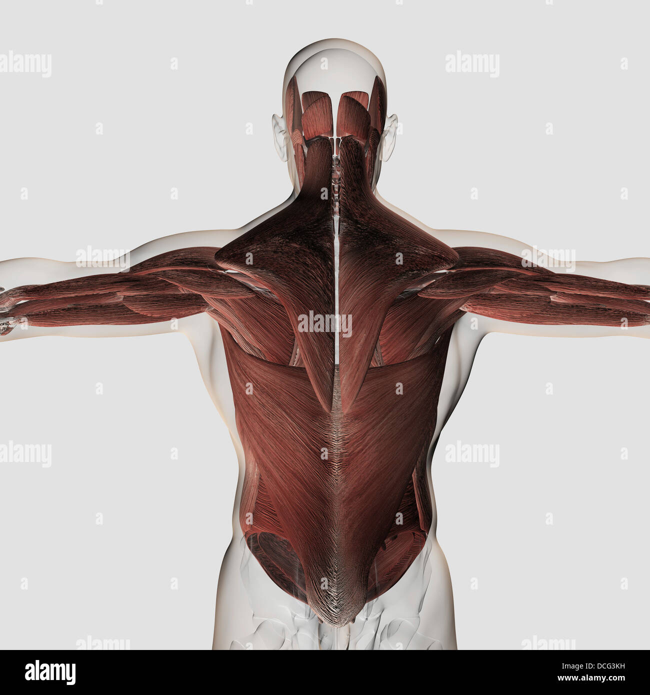 Muscle Tissue High Resolution Stock Photography and Images - Alamy