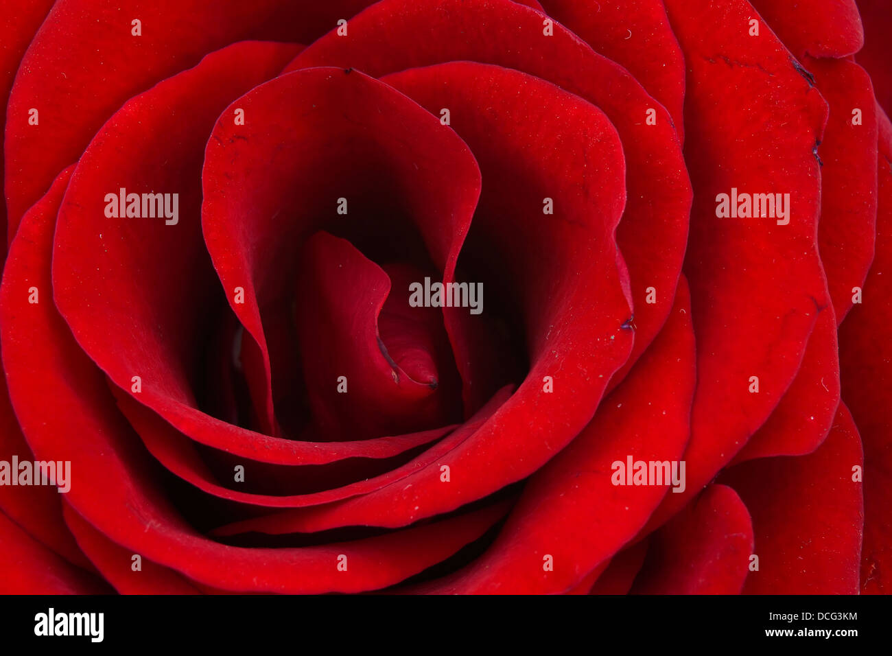 Rose birth hi-res stock photography and images - Alamy