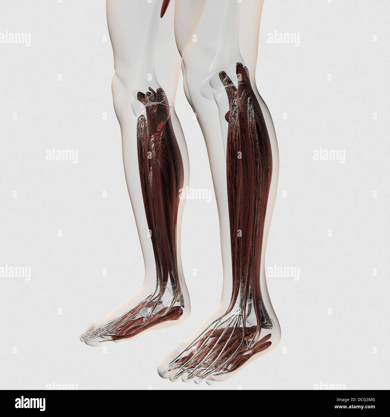 Human legs hi-res stock photography and images - Alamy