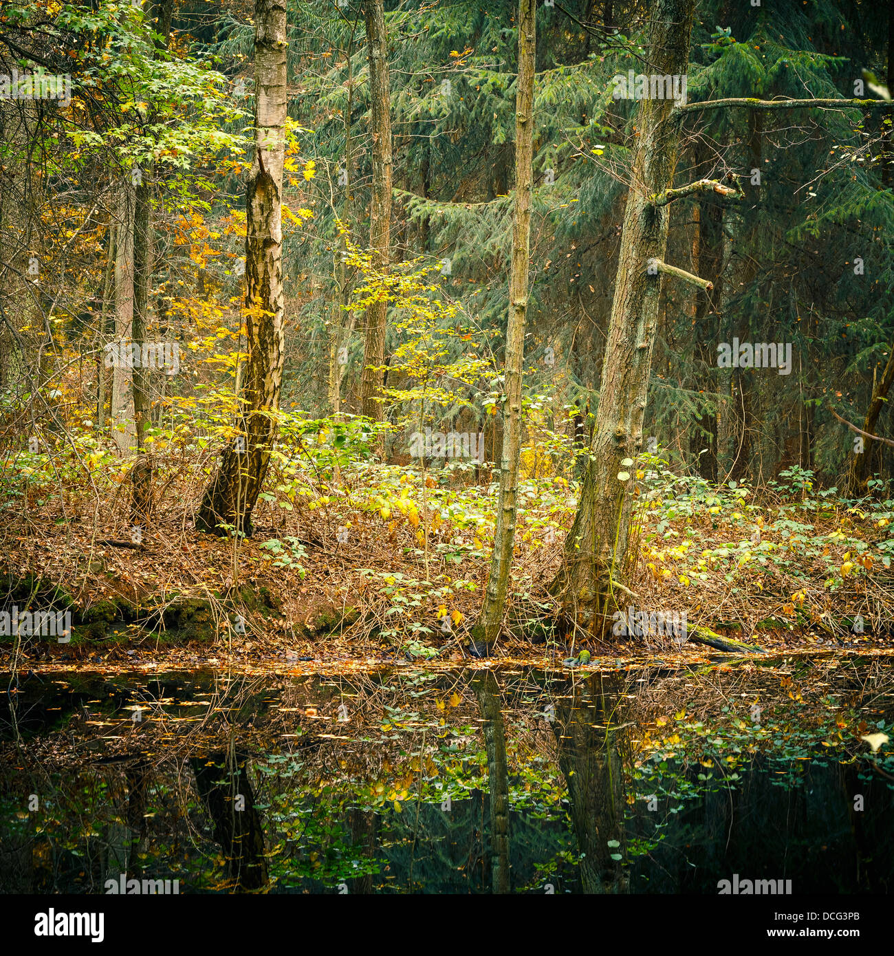 Fairy lake fir tree hi-res stock photography and images - Alamy