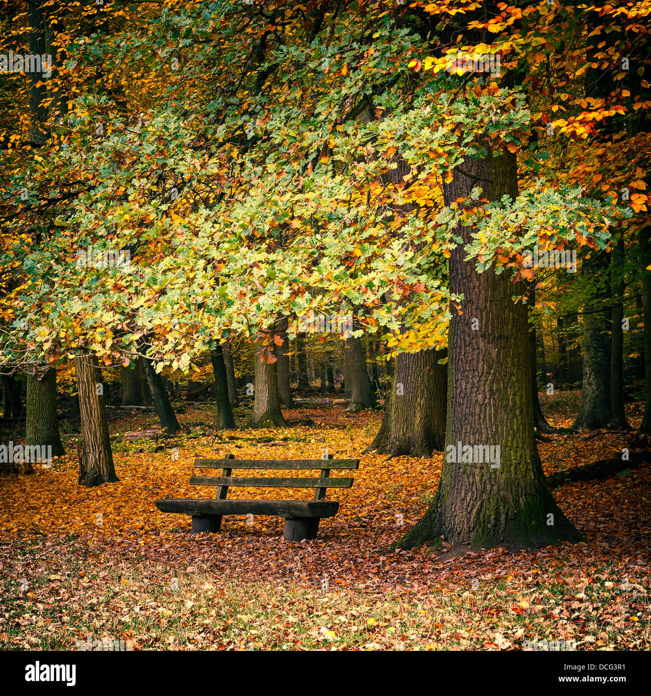Oak tree bench hi-res stock photography and images - Alamy