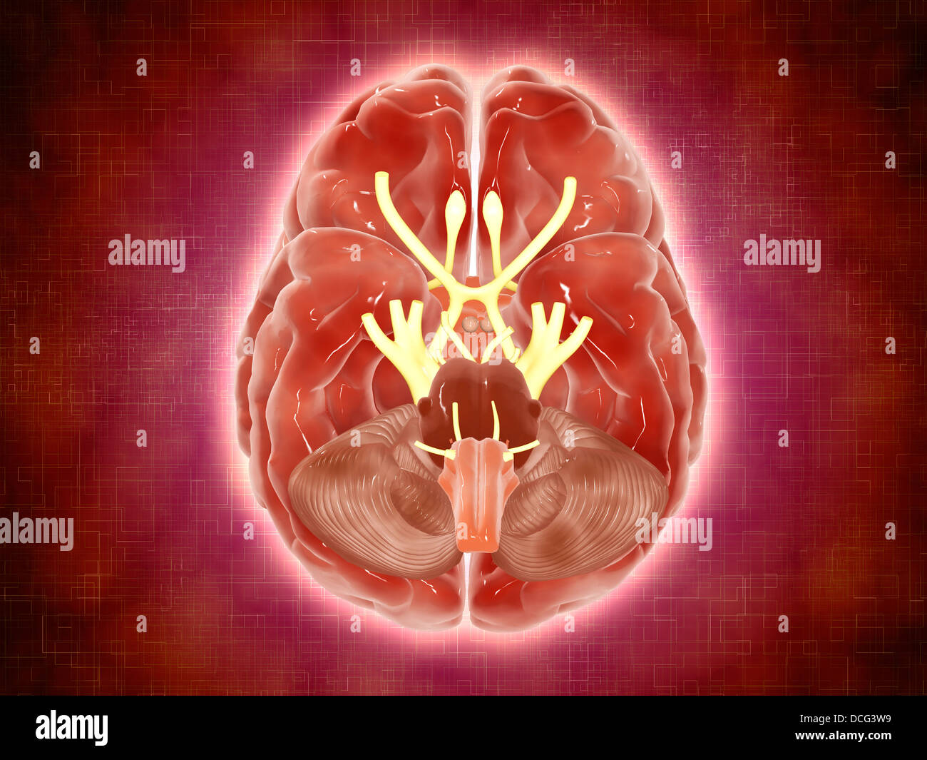 Cranial nerves hi-res stock photography and images - Alamy