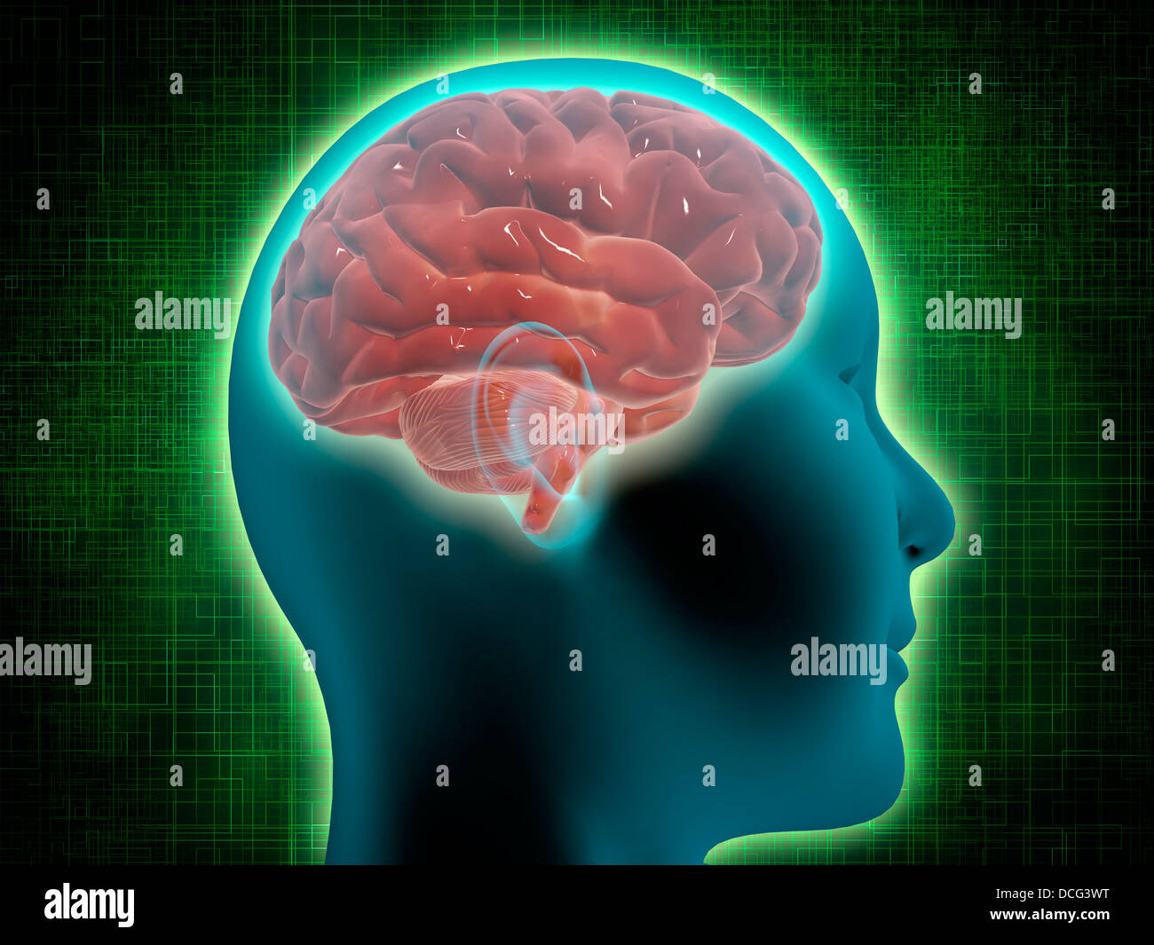 Human brain and nervous system hi-res stock photography and images - Alamy