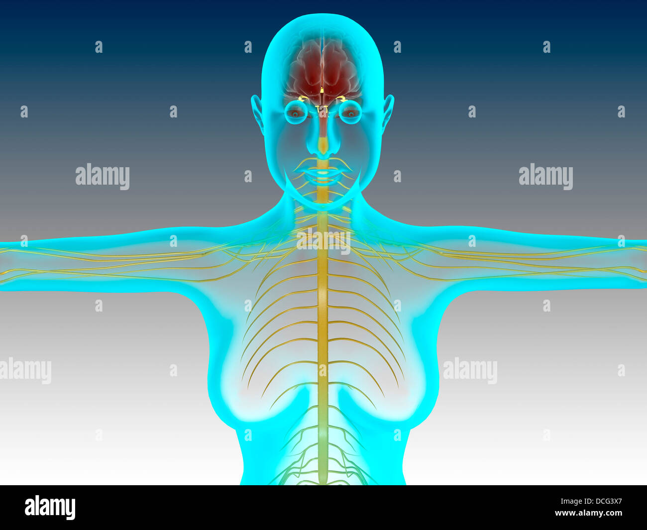 Conceptual image of female nervous system with brain Stock Photo - Alamy