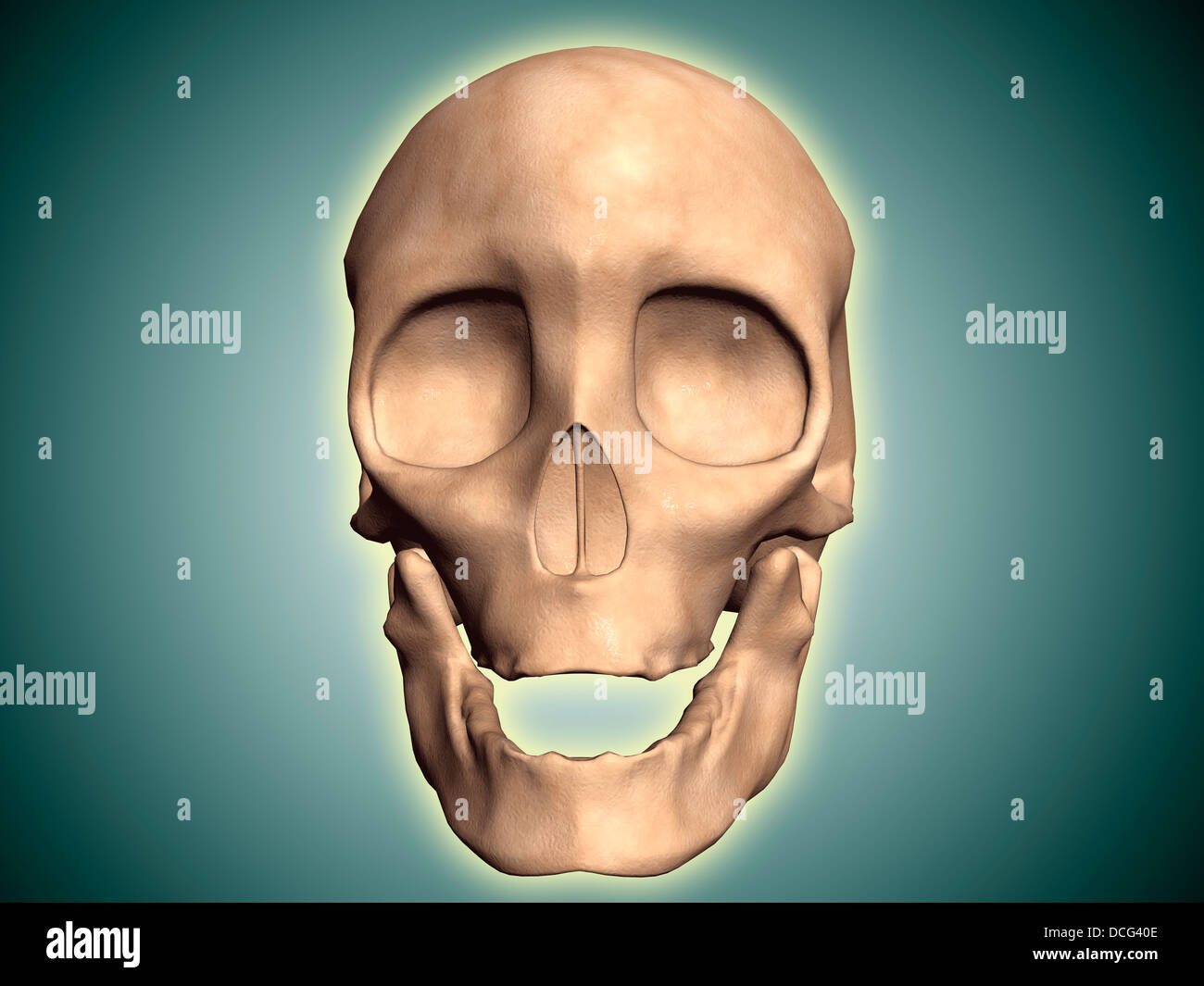 Human skull front view hi-res stock photography and images - Alamy