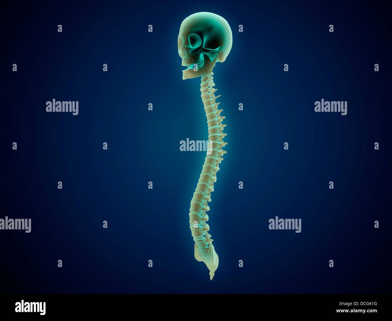 Conceptual image of human skull and spinal cord Stock Photo - Alamy