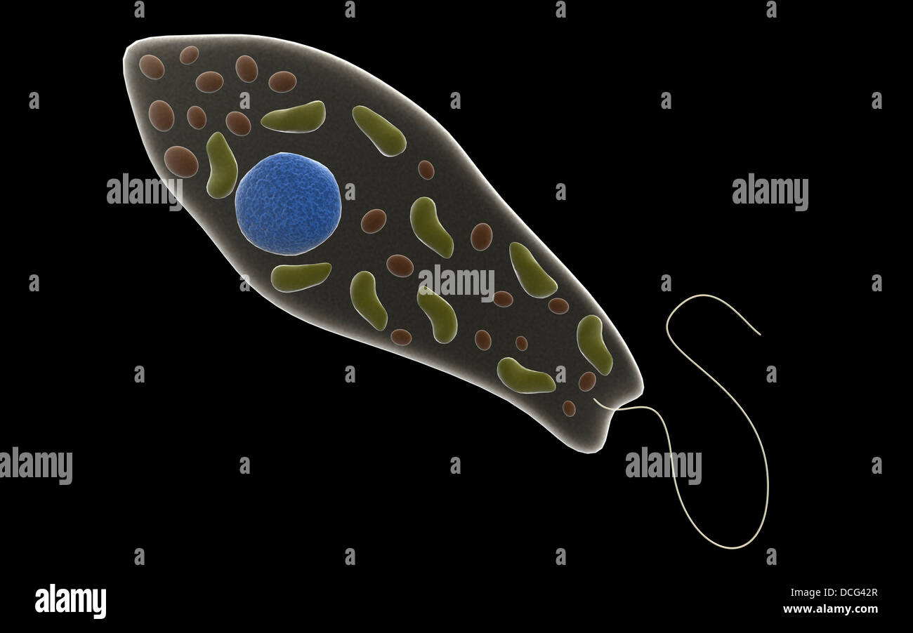 Images Of Euglena