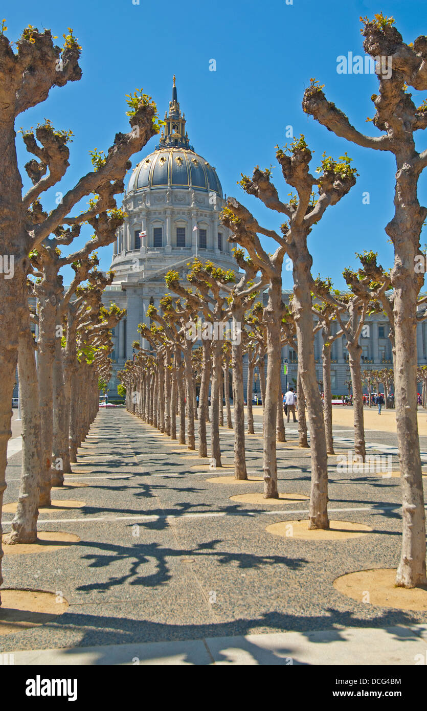 City Hall, behind English sycamores, San Francisco, California Stock ...