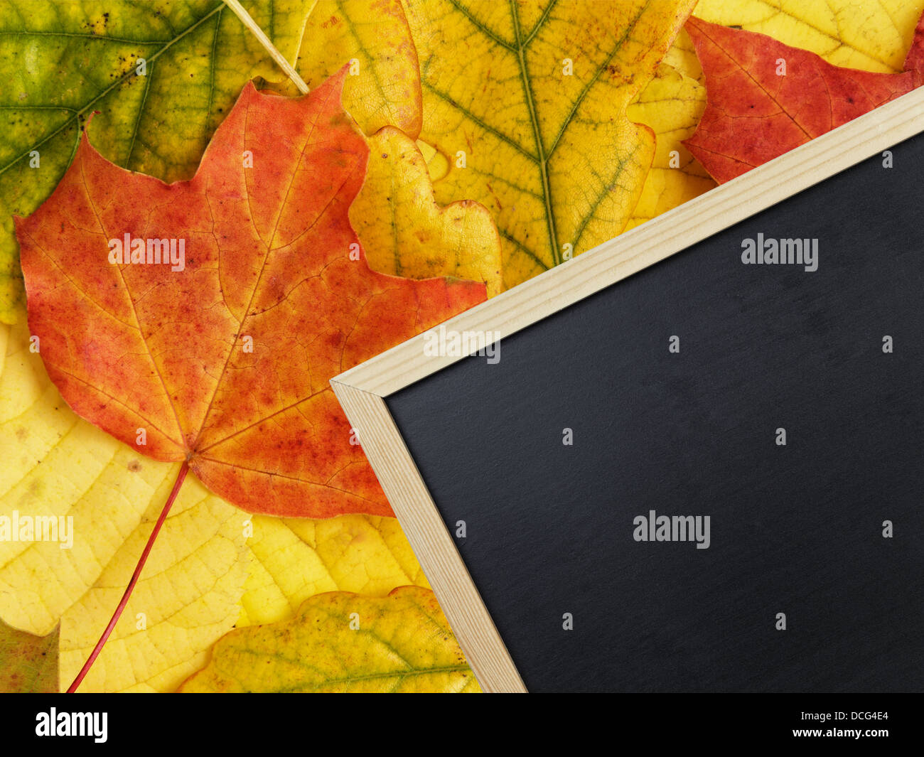 blackboard on autumn leaves, background autumn theme Stock Photo - Alamy