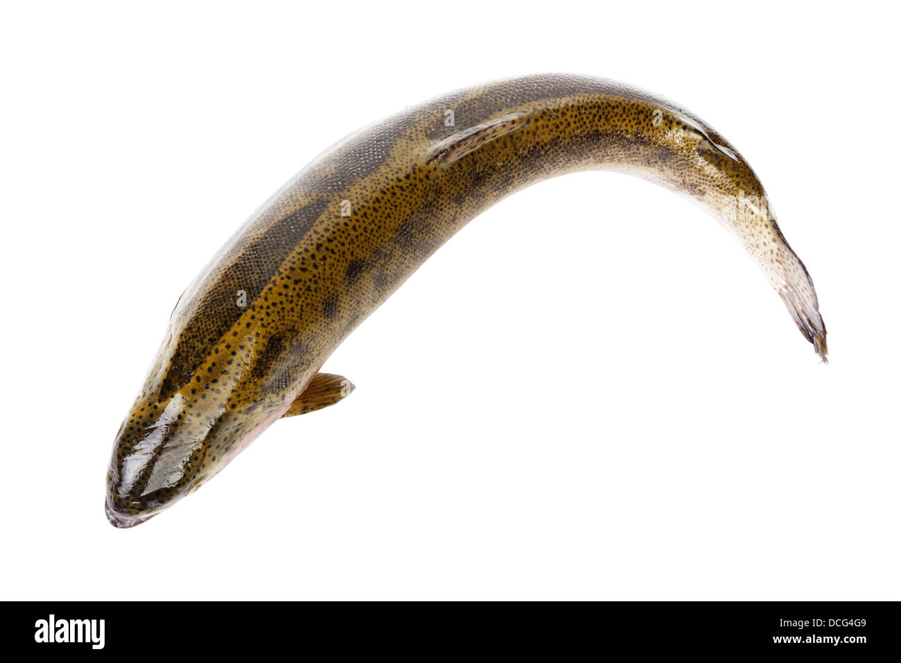 fresh whole trout, isolated on white background Stock Photo - Alamy