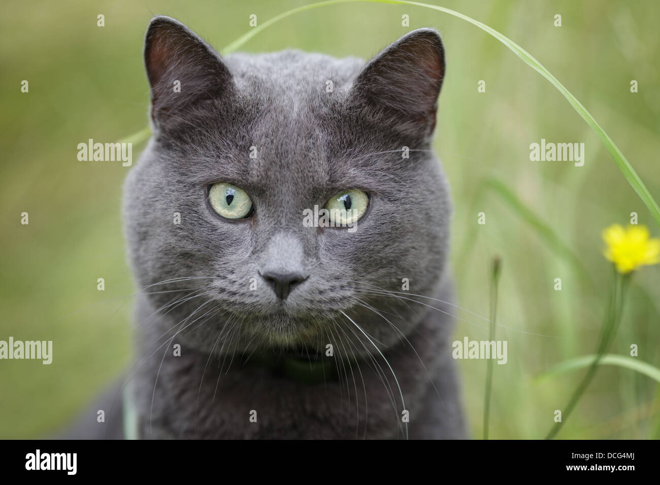 british gray cat in the grass, portrait Stock Photo - Alamy