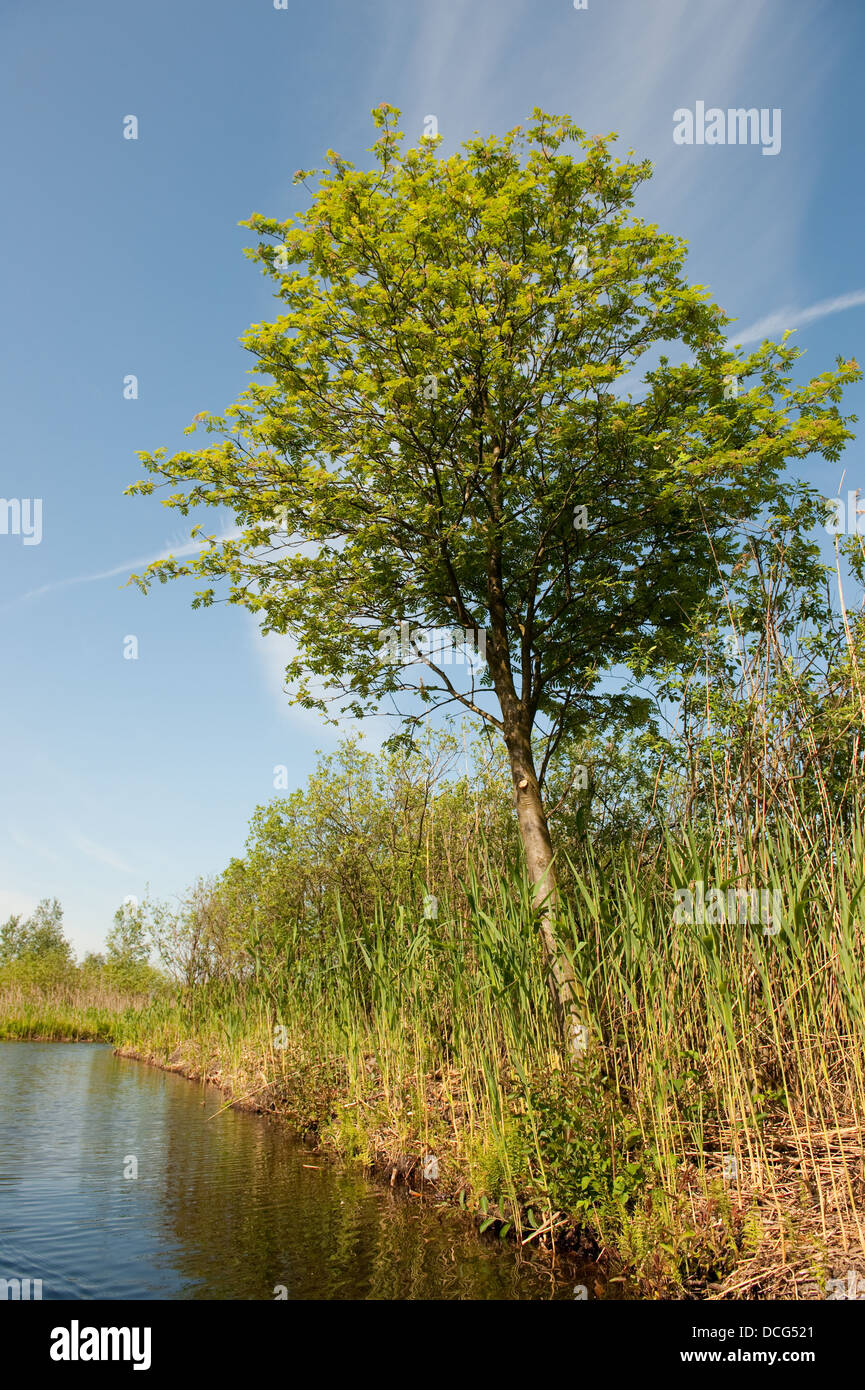 tree in nature Stock Photo - Alamy