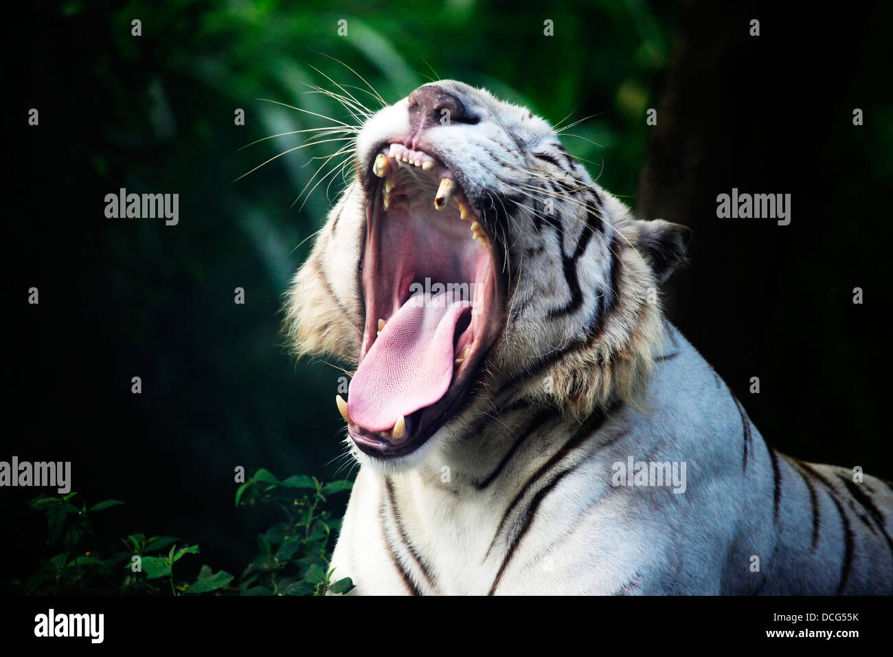White tiger fight hi-res stock photography and images - Alamy