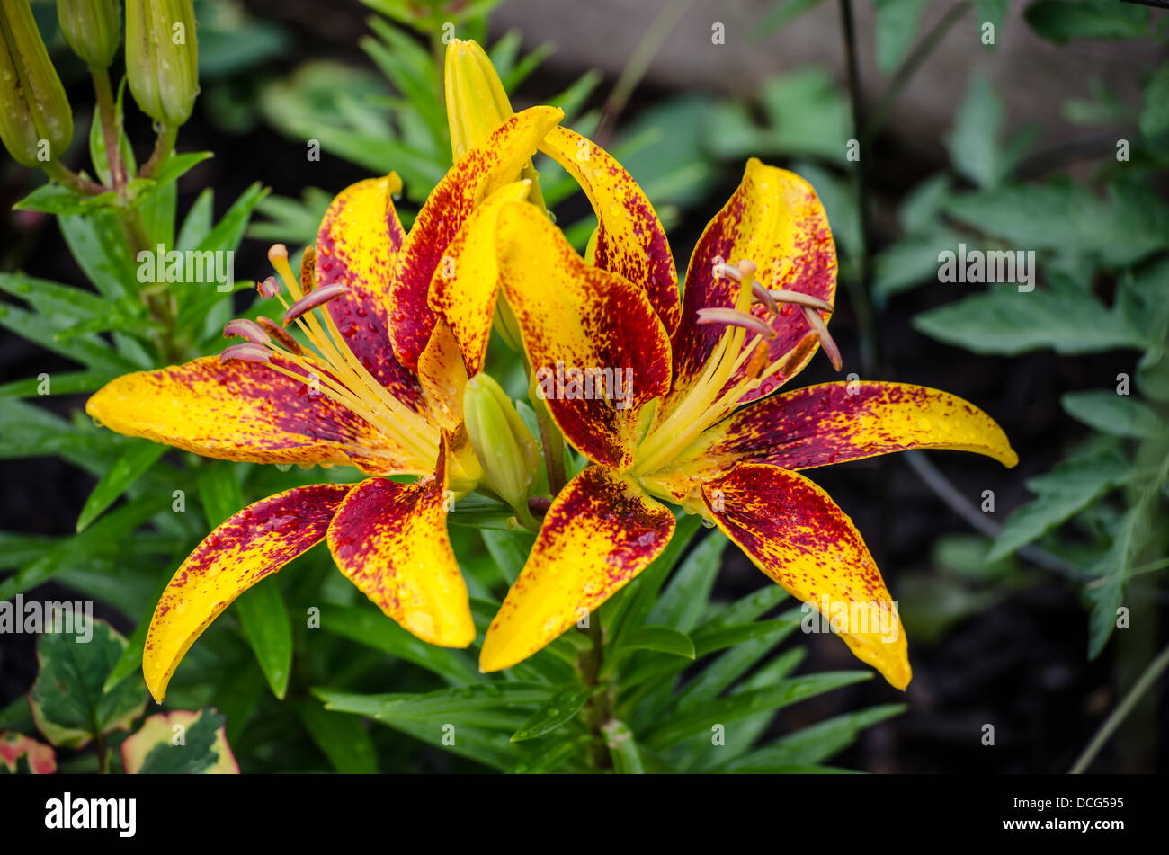 Yellow and Red Lily Stock Photo - Alamy
