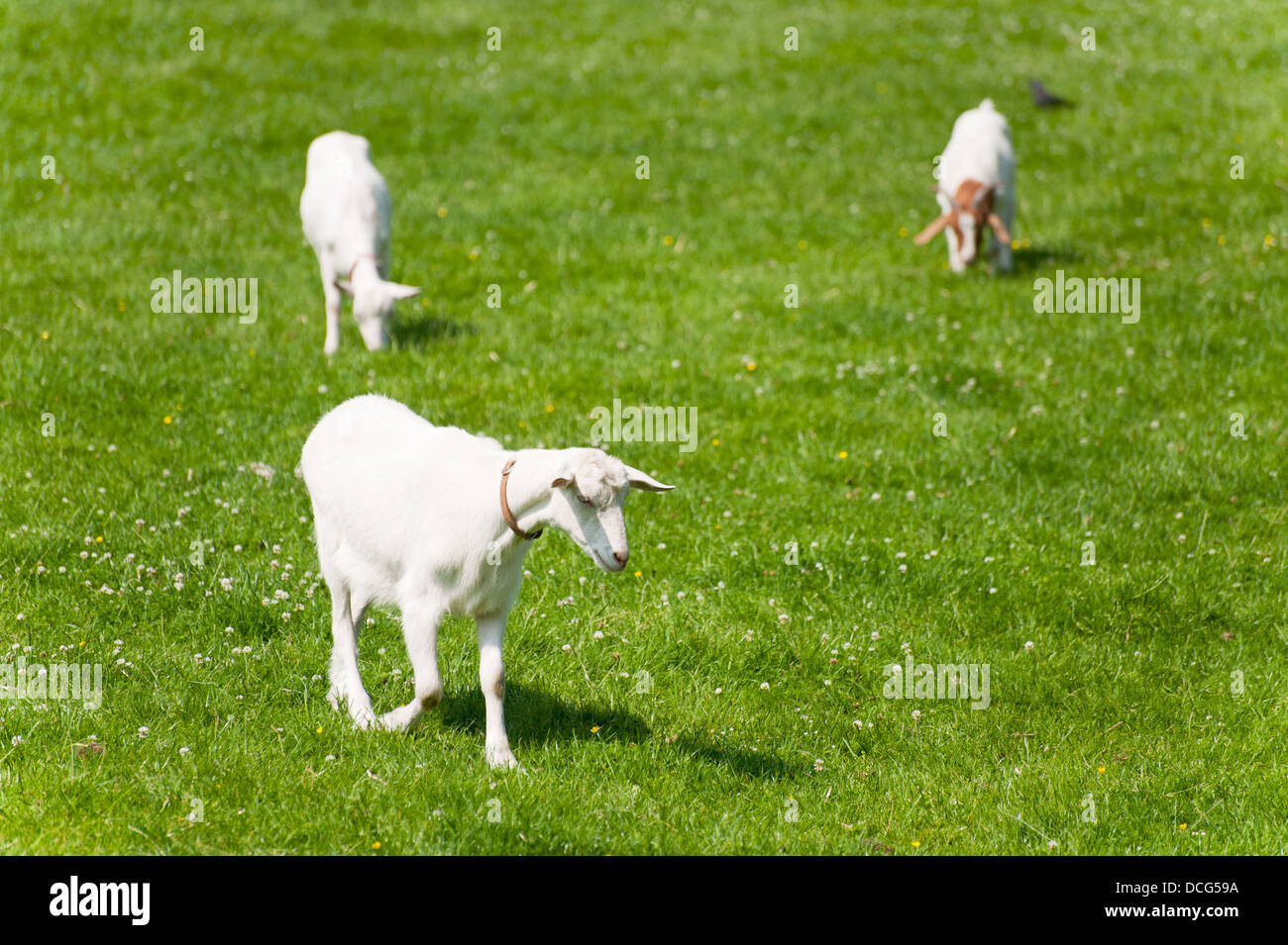Goats white hi-res stock photography and images - Alamy