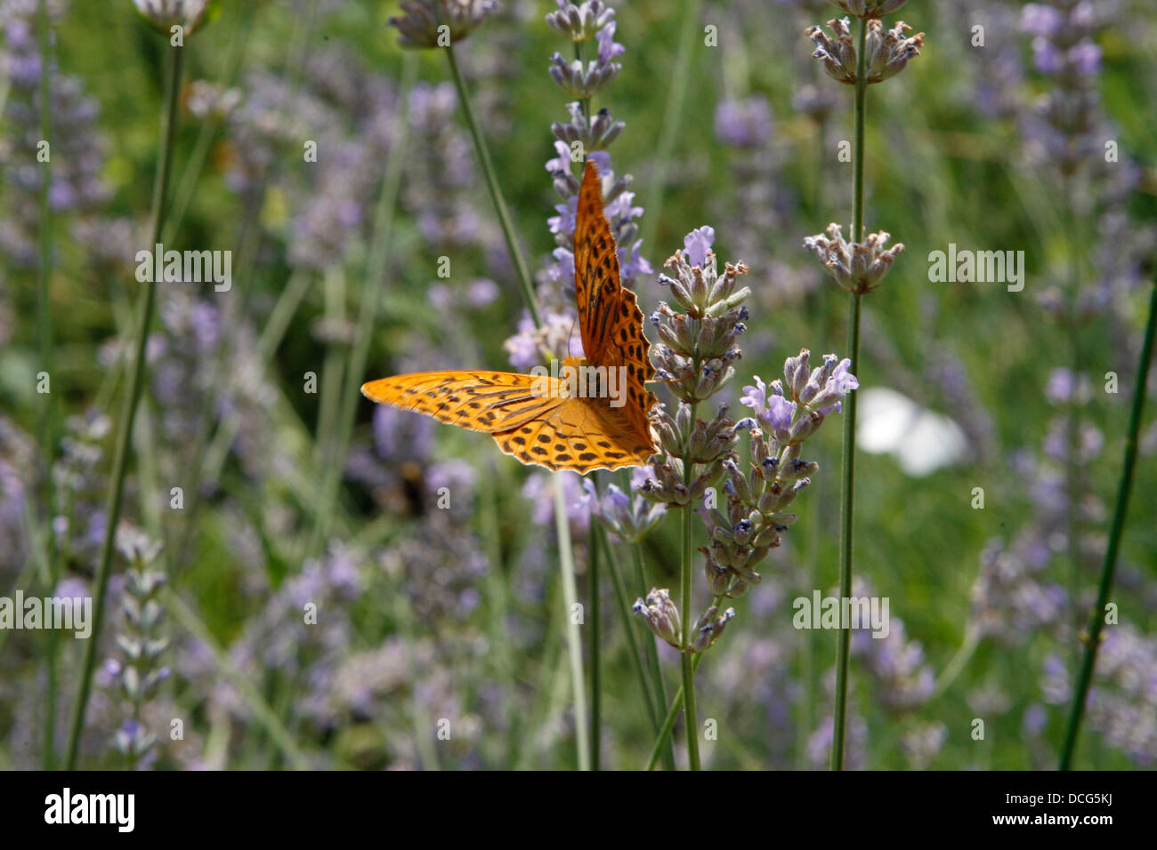 Butterfly in the field Stock Photo - Alamy