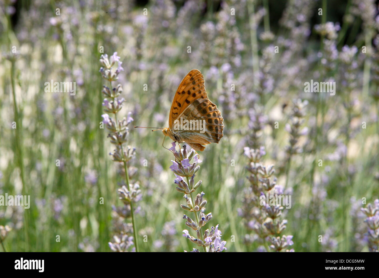Butterfly in the field Stock Photo - Alamy