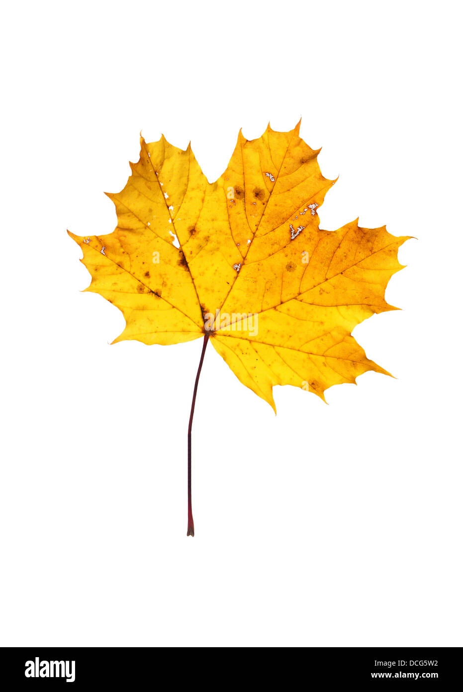 Mapleleaf hi-res stock photography and images - Alamy