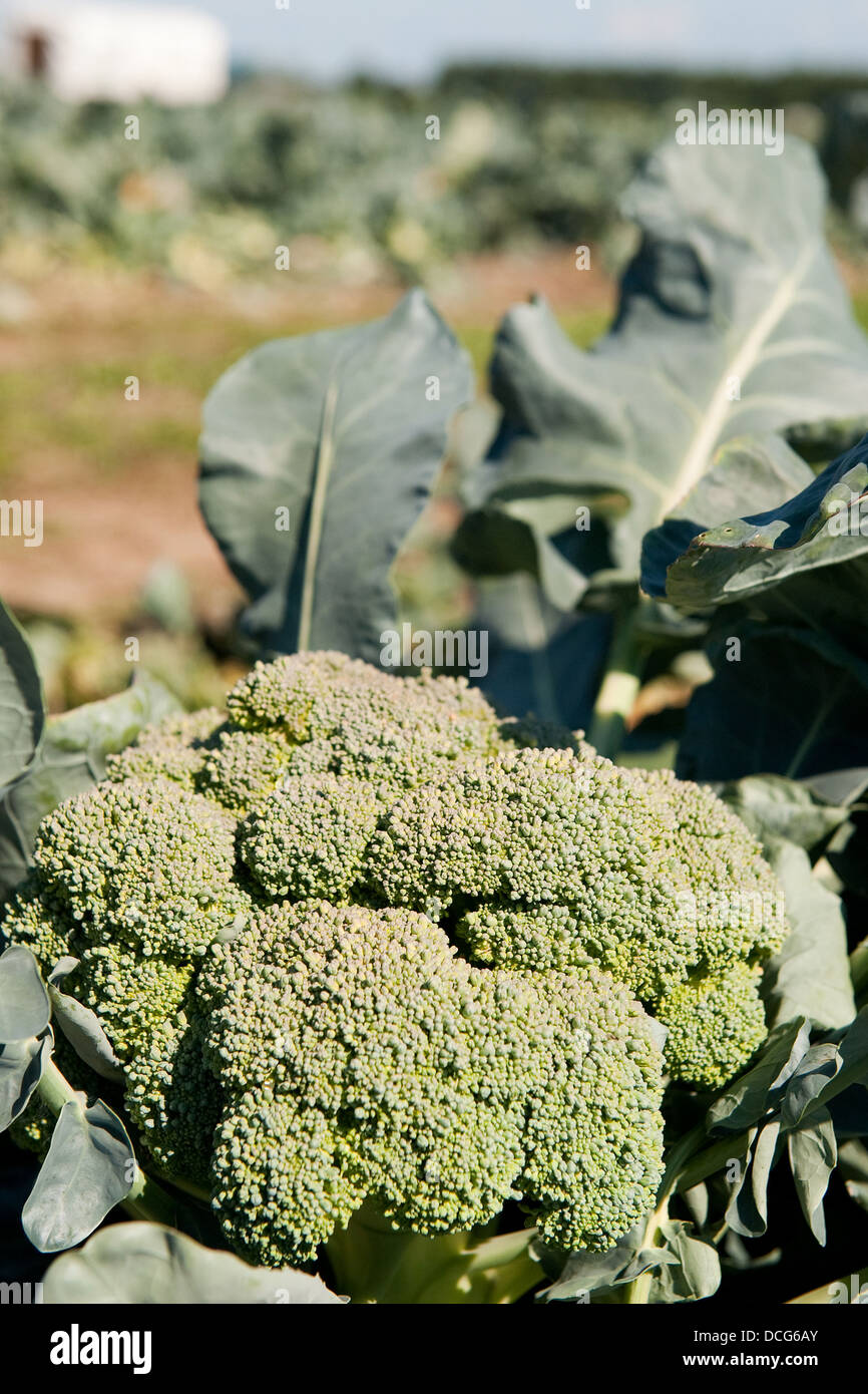 Broccoli fields hi-res stock photography and images - Alamy