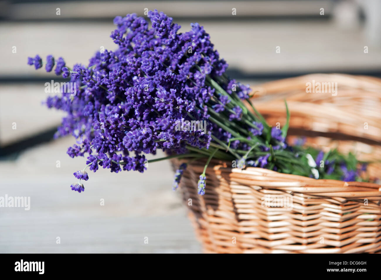 Cane flowers hi-res stock photography and images - Alamy
