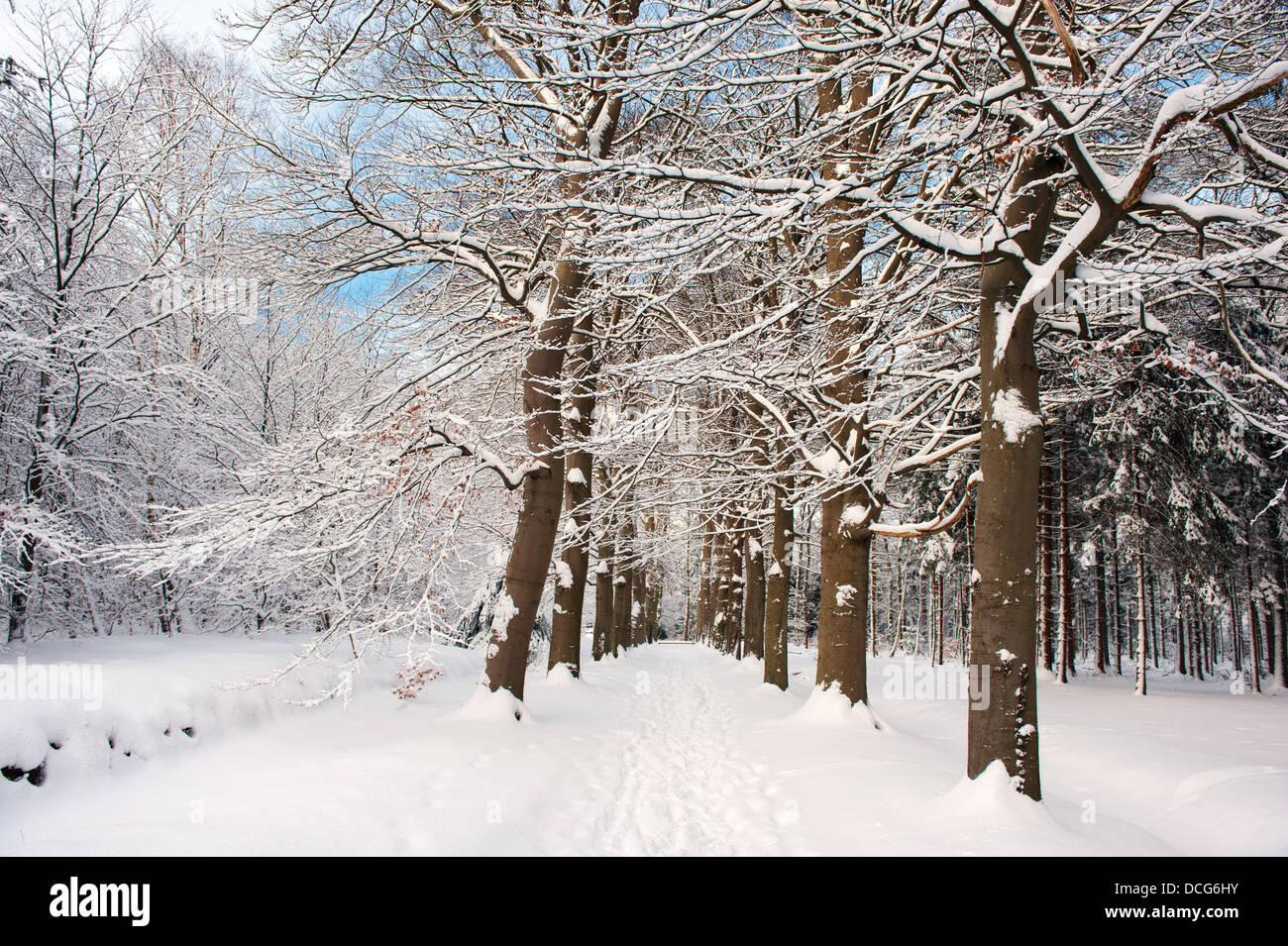 Snow in the forest Stock Photo - Alamy