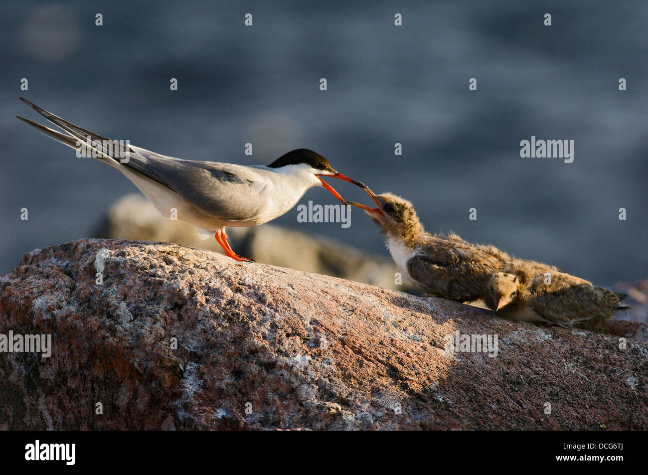 Common Tern Nest High Resolution Stock Photography and Images - Alamy