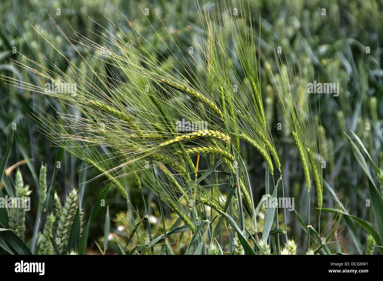 Corn and Barley in same field Stock Photo - Alamy