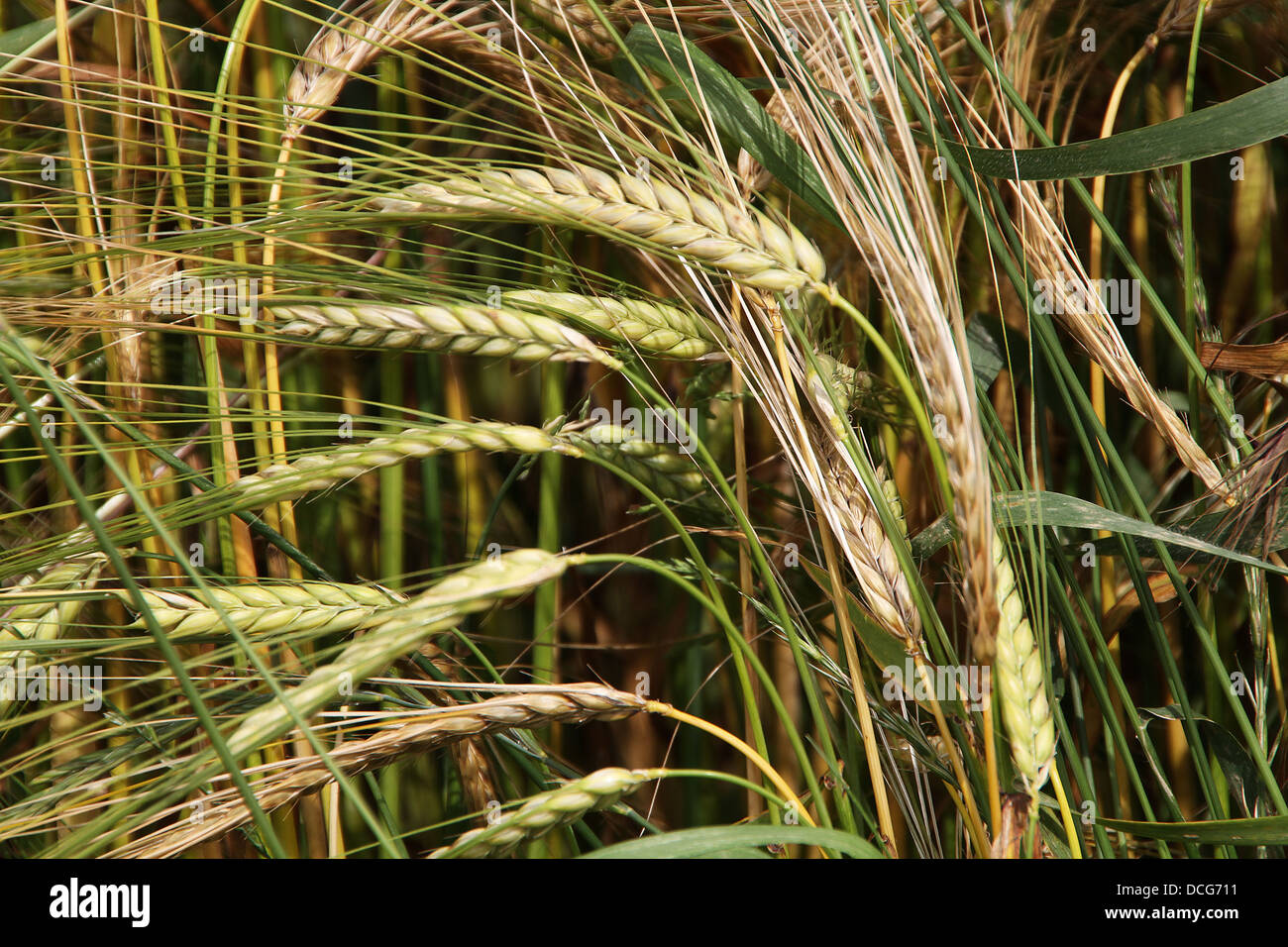 Corn and Barley in same field Stock Photo - Alamy