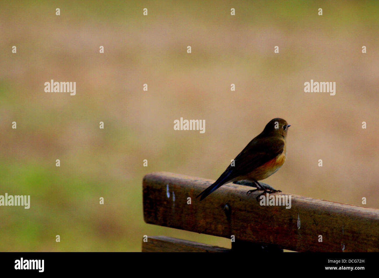 Angry bird hi-res stock photography and images - Alamy