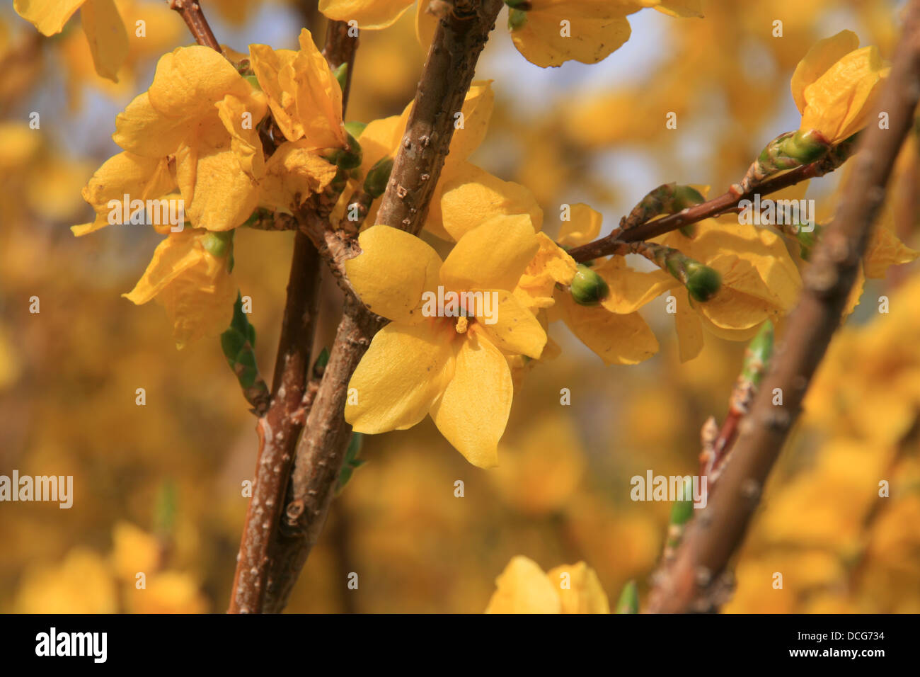 Yellow Flower Blossom Stock Photo - Alamy