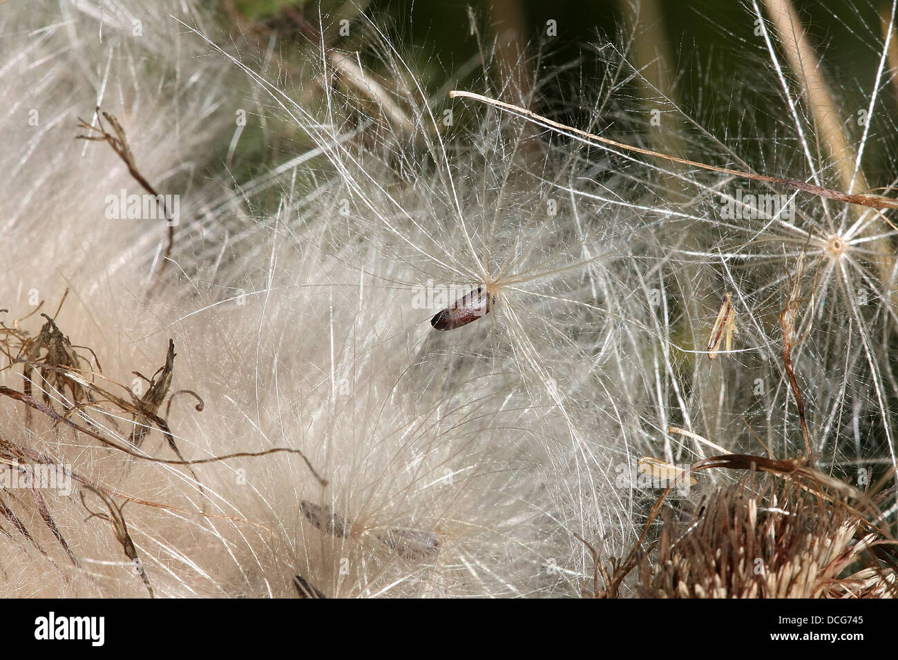 Airborne seed hi-res stock photography and images - Alamy