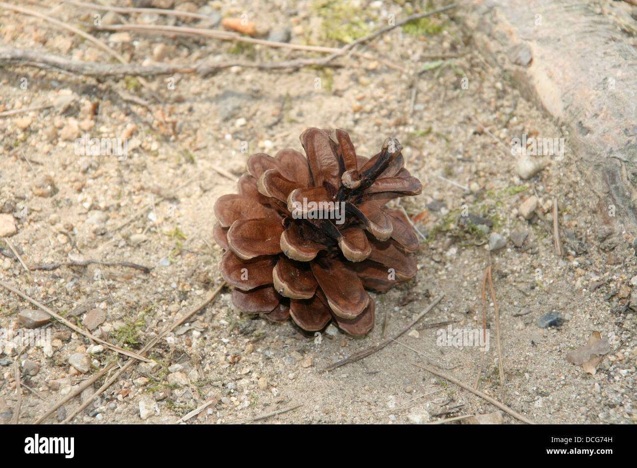 Autumn, Pine, Fall, Alone, Brown Stock Photo - Alamy