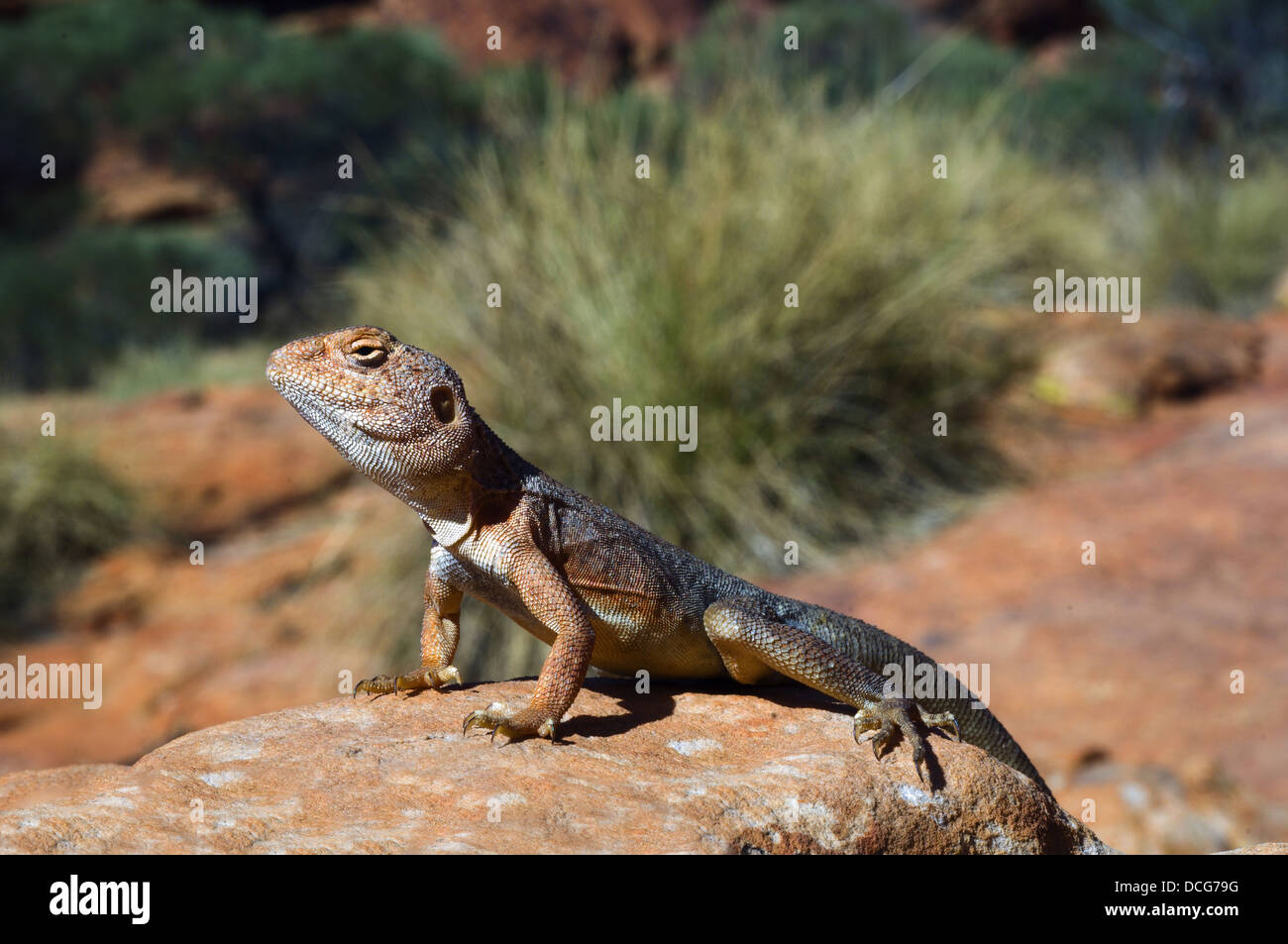Sand dragon australia hi-res stock photography and images - Alamy