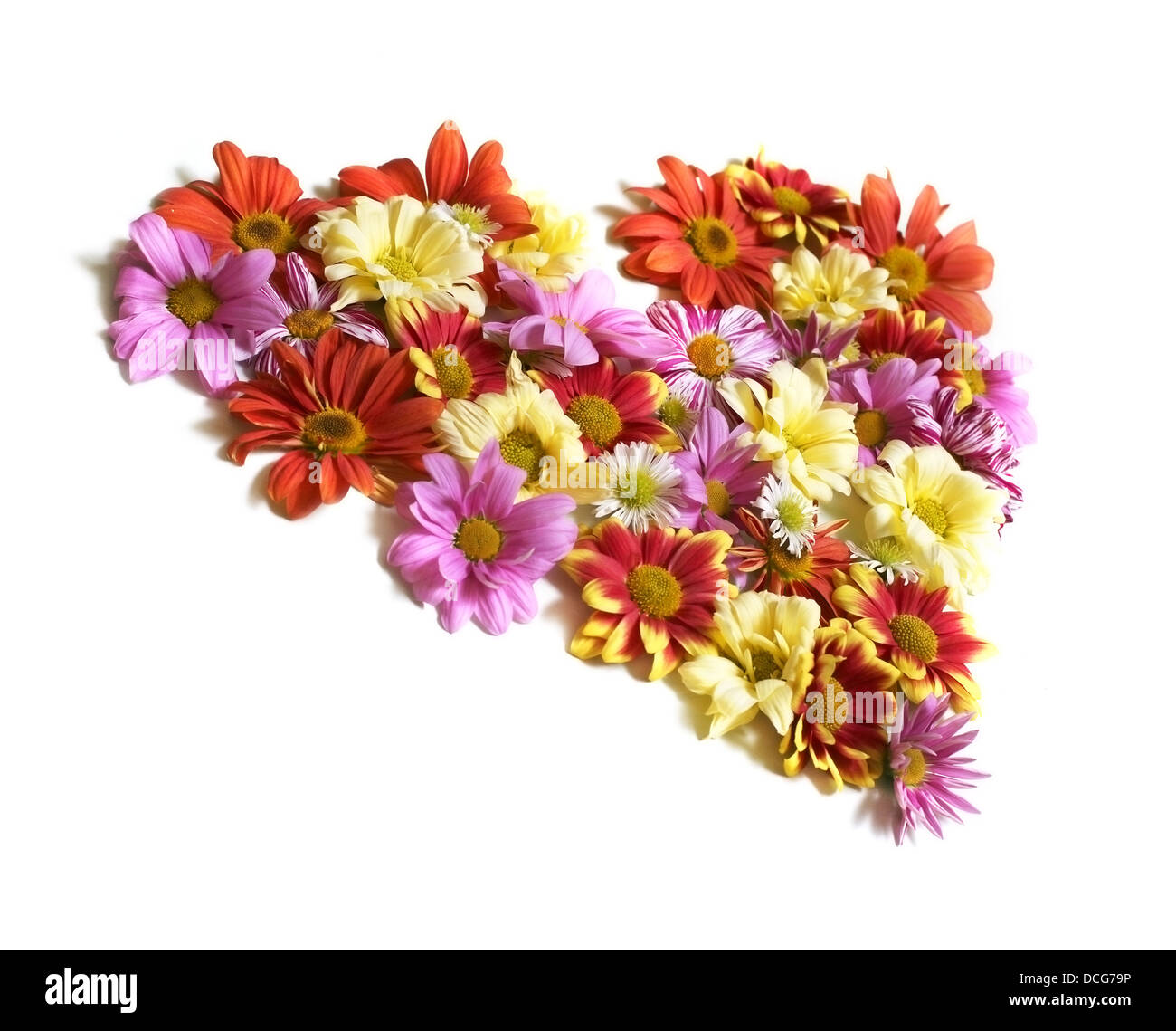 Single red rose heart Cut Out Stock Images & Pictures - Alamy