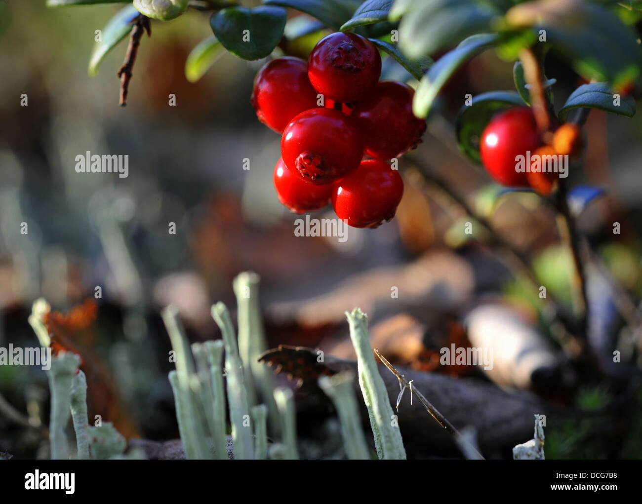 Fresh cowberry hi-res stock photography and images - Alamy