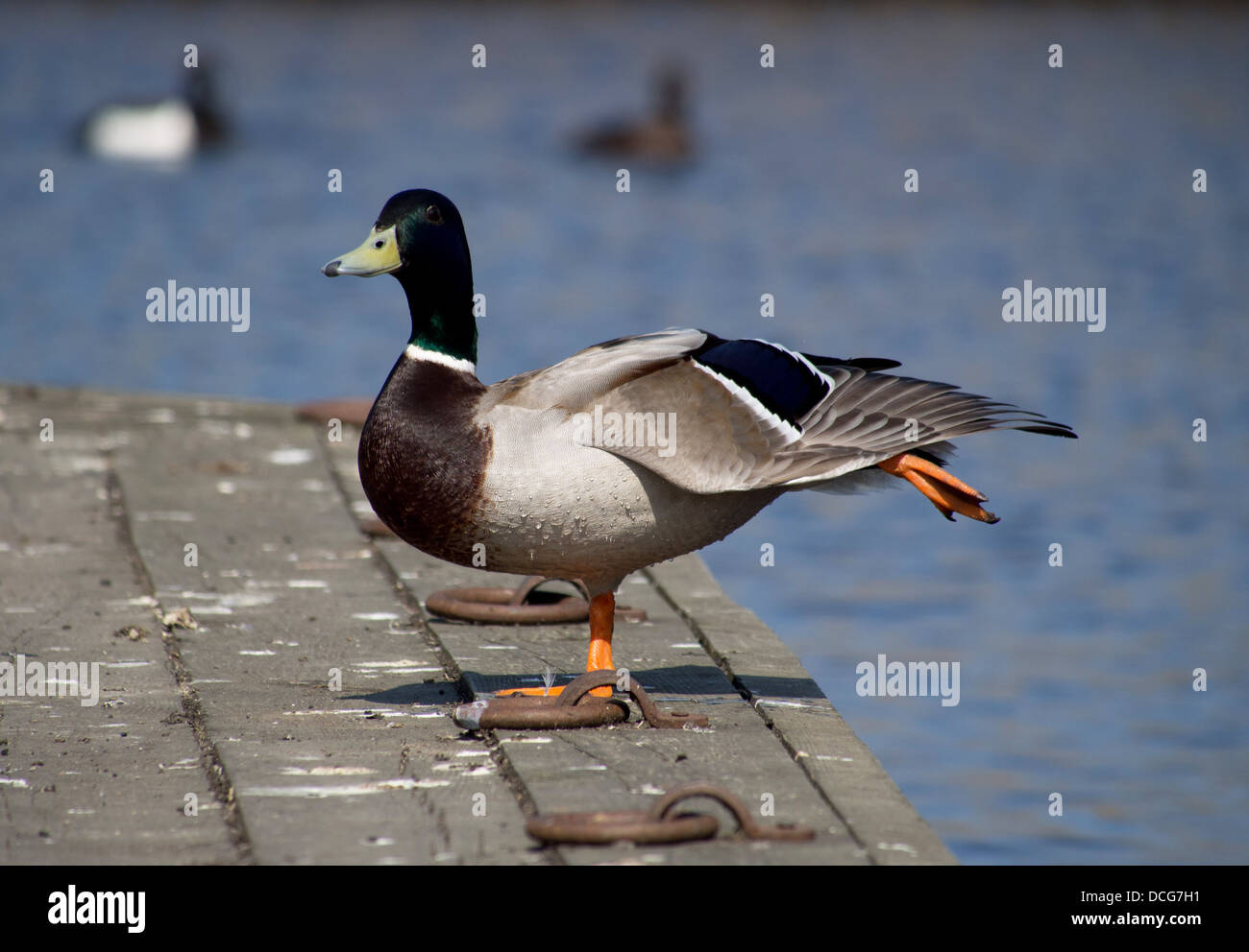 duck on the lake Stock Photo - Alamy