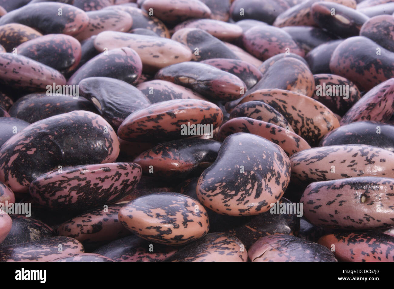 some raw cranberry beans ready to cook Stock Photo - Alamy