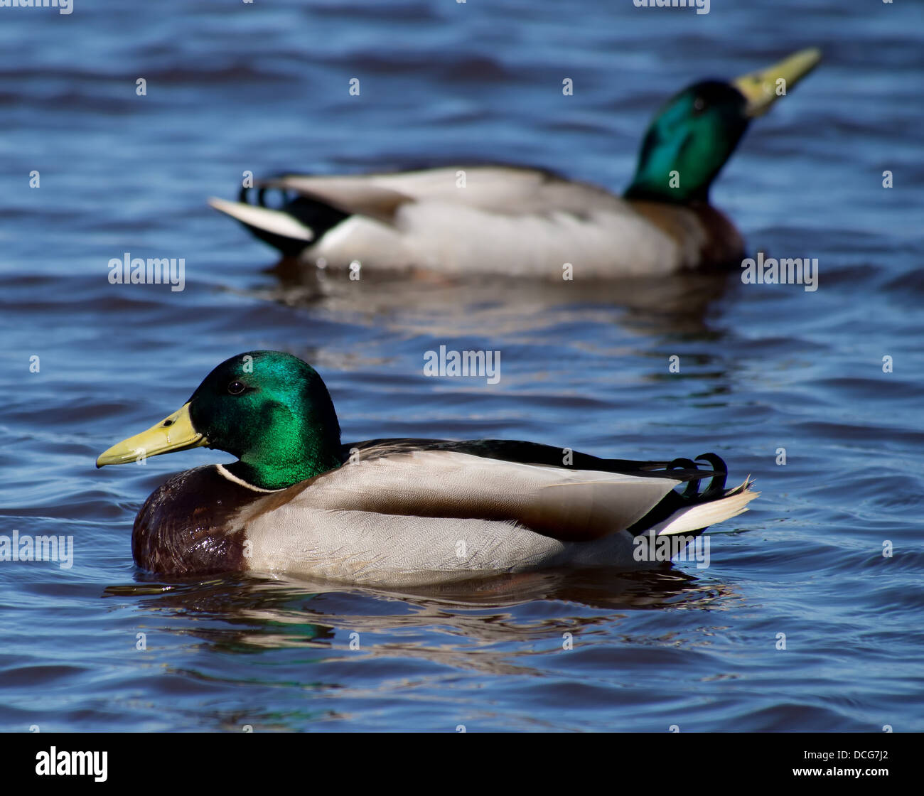 duck on the lake Stock Photo - Alamy