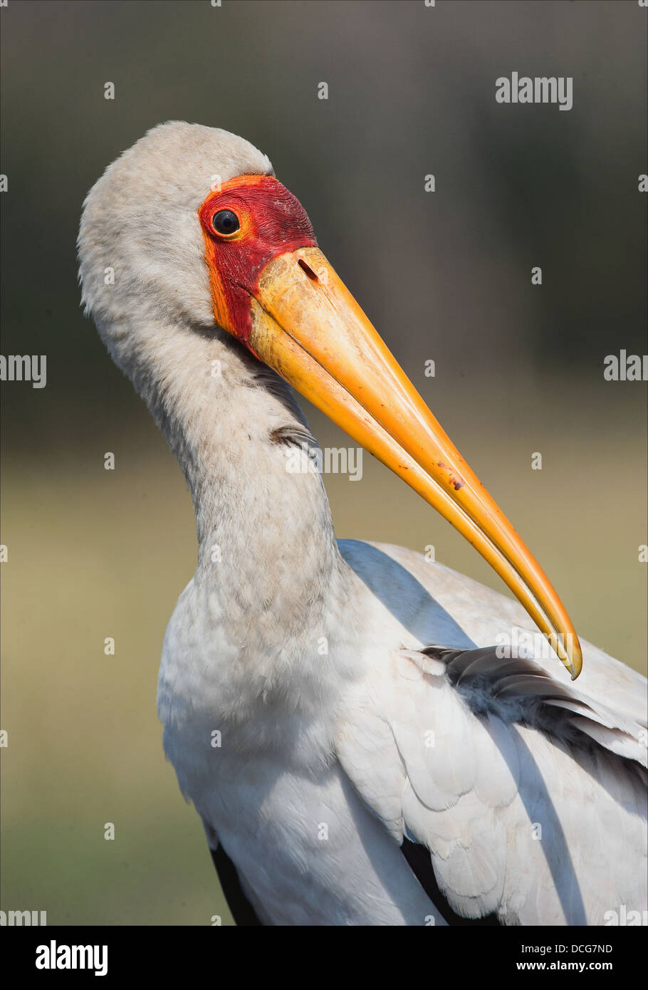 The Yellow-billed Stork Stock Photo - Alamy