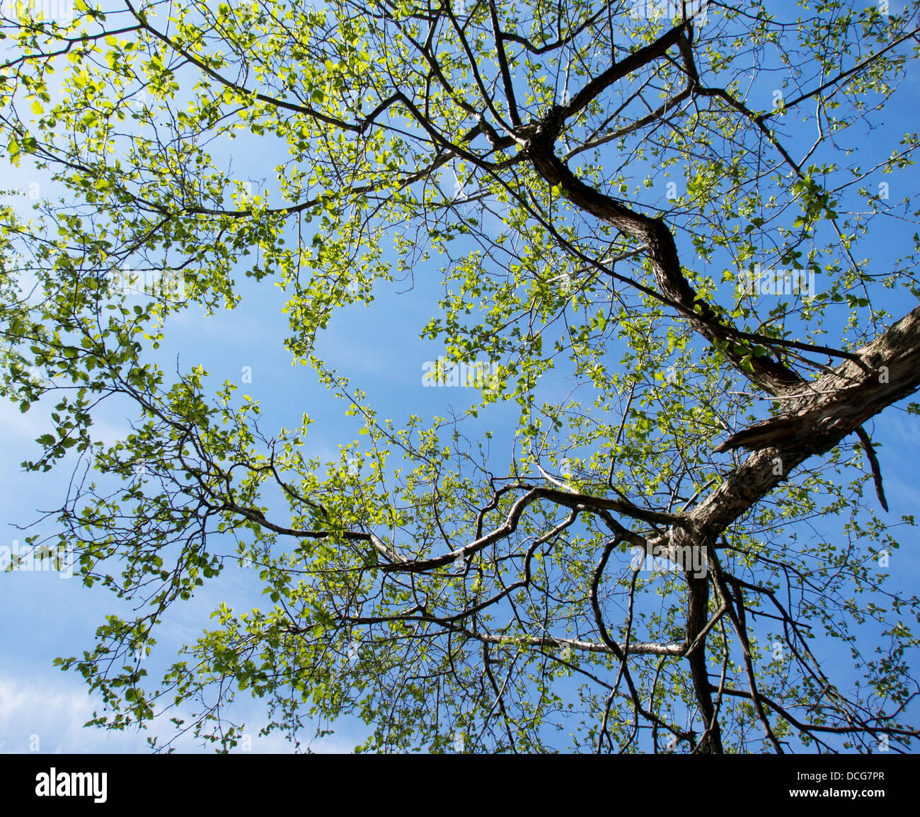 Crimson hawthorn hi-res stock photography and images - Alamy