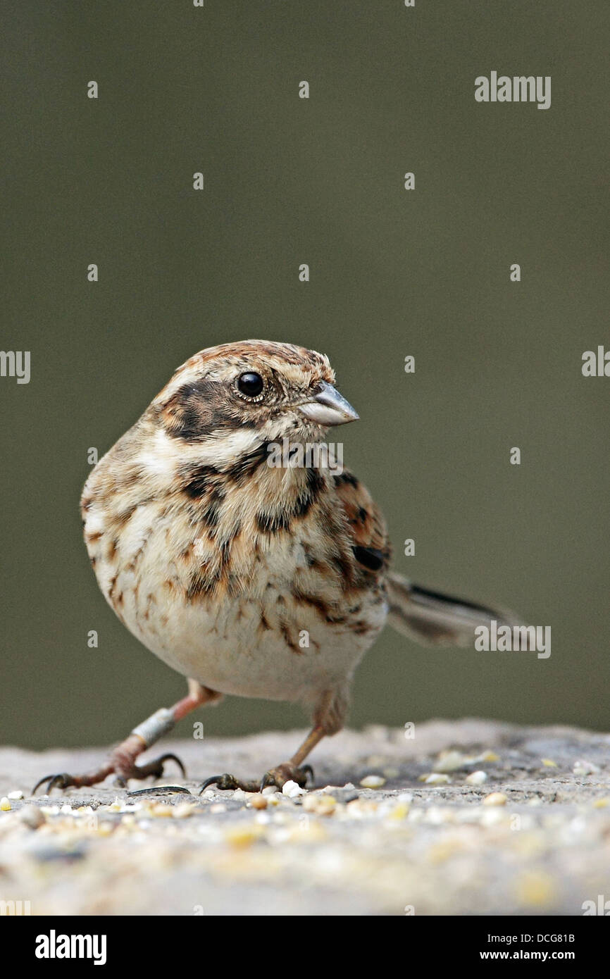 A female Reed Bunting (Emberiza schoeniclus Stock Photo - Alamy