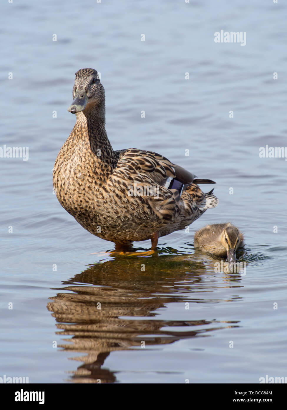 mallard duck and baby duck Stock Photo - Alamy