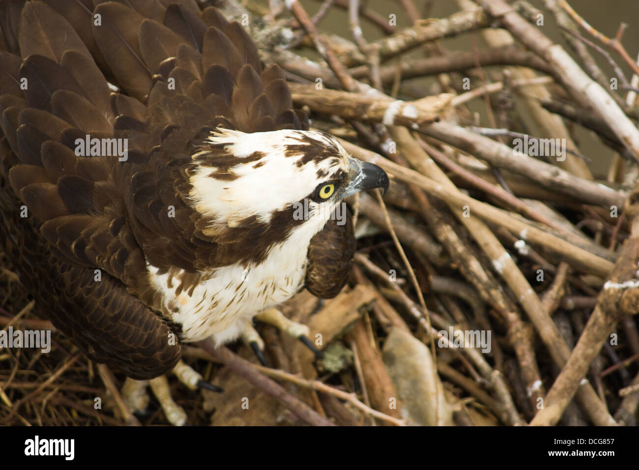 An eagle looking left Stock Photo - Alamy
