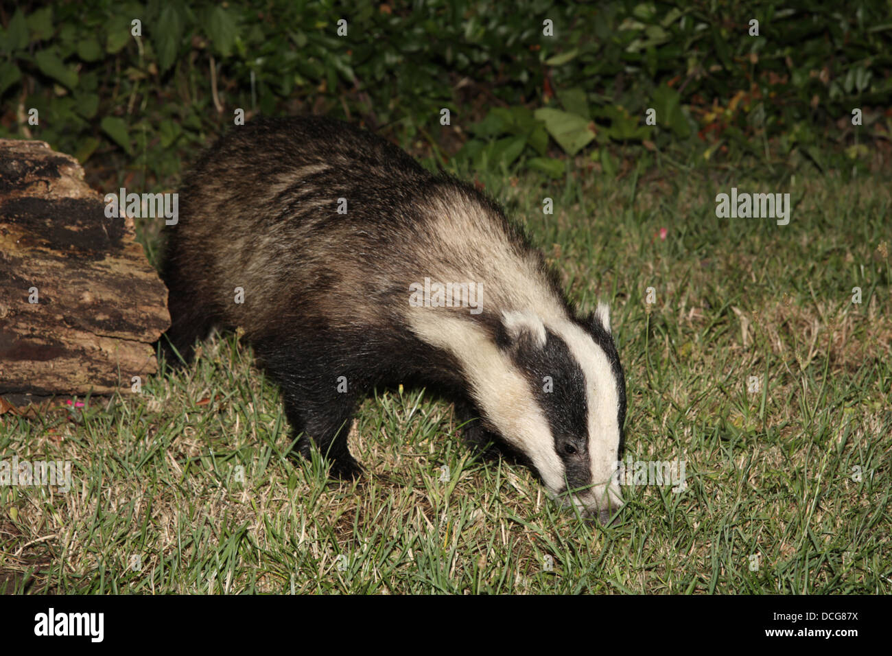 Eurasian badger meles meles foraging for food Stock Photo - Alamy